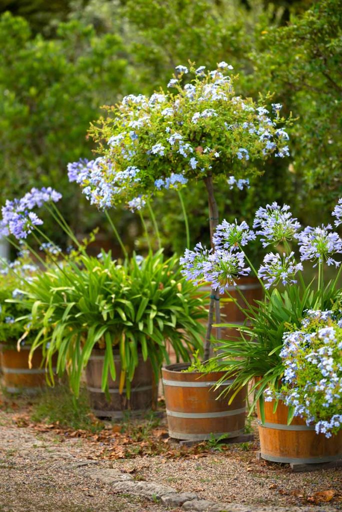 How to Grow and Care for Agapanthus Flowers | Gardener’s Path