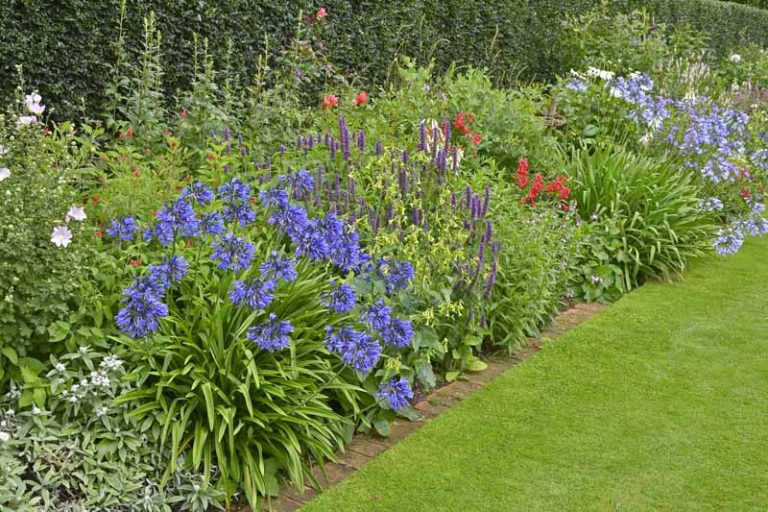 How to Grow and Care for Agapanthus Flowers | Gardener’s Path
