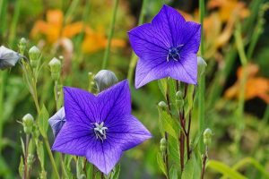 How to Grow and Care for Balloon Flowers | Gardener’s Path