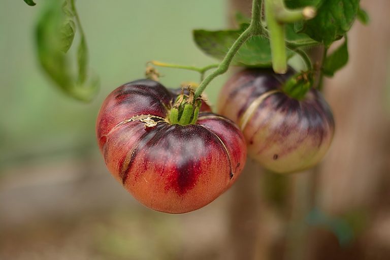 What Is an Heirloom Tomato? | Gardener’s Path