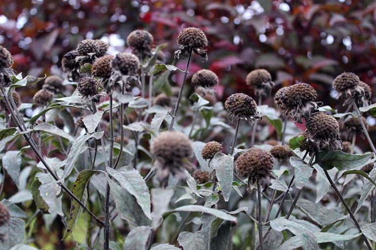 How to Propagate Bee Balm | Gardener’s Path
