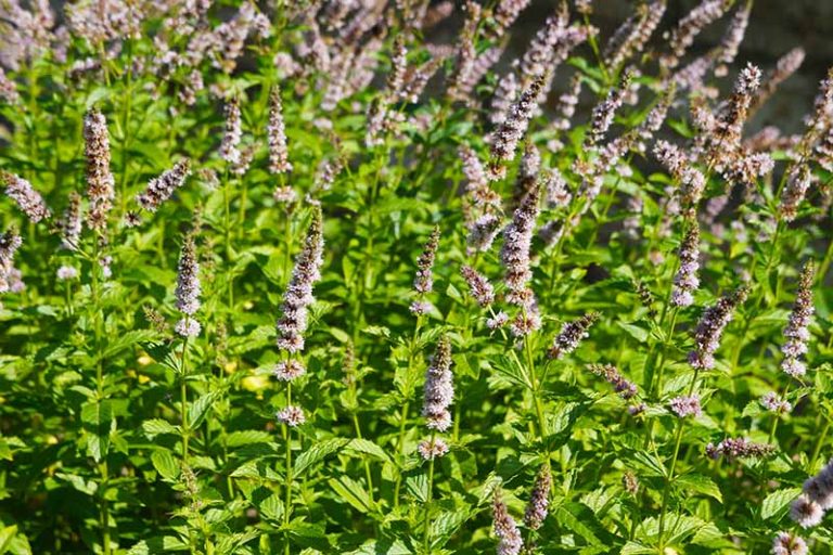 How to Plant and Grow Spearmint | Gardener’s Path
