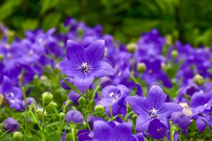 How to Grow and Care for Balloon Flowers | Gardener’s Path