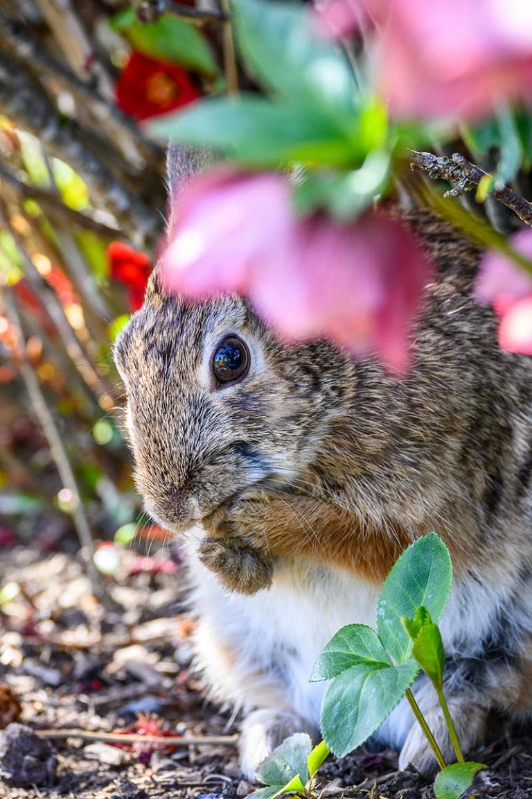 How to Keep Rabbits Out of the Garden | Gardener's Path
