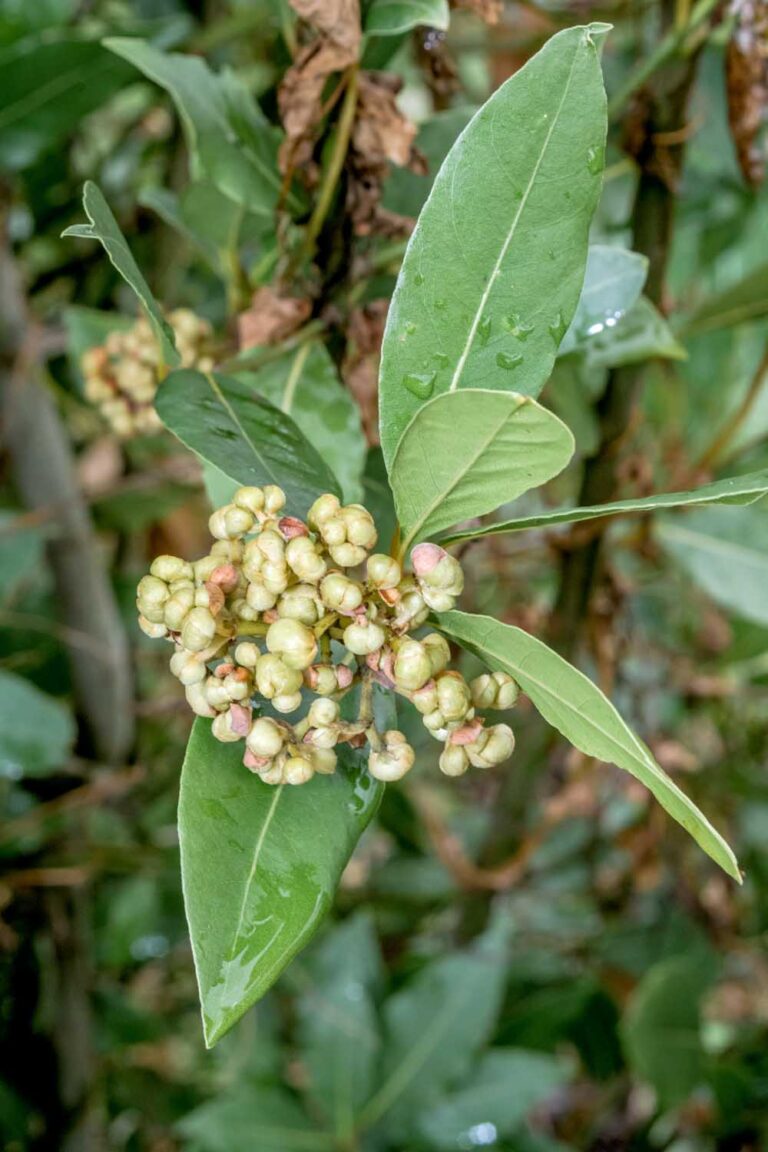 How to Grow Bay Laurel Trees from Seed | Gardener’s Path