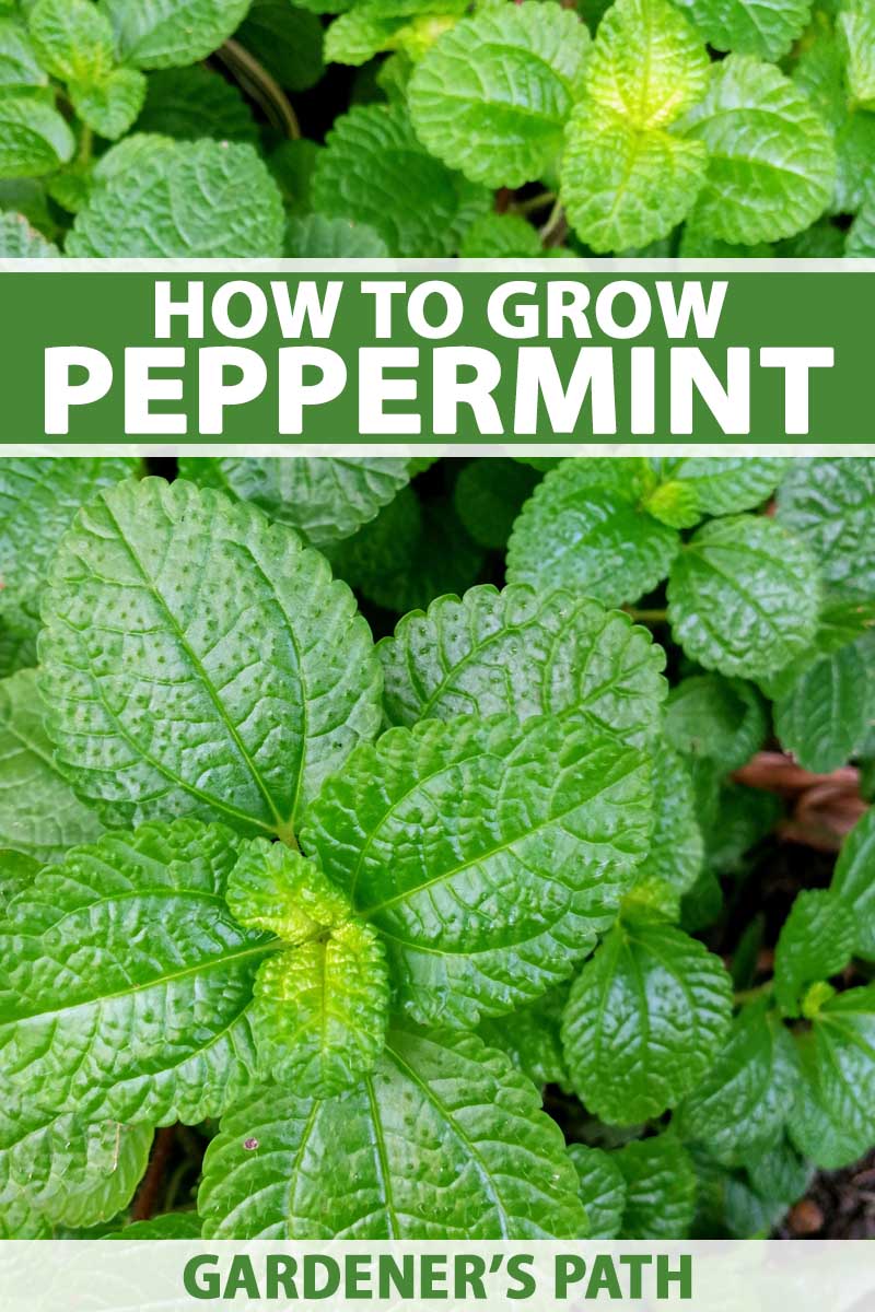 How To Grow And Care For Peppermint Plants Gardener s Path