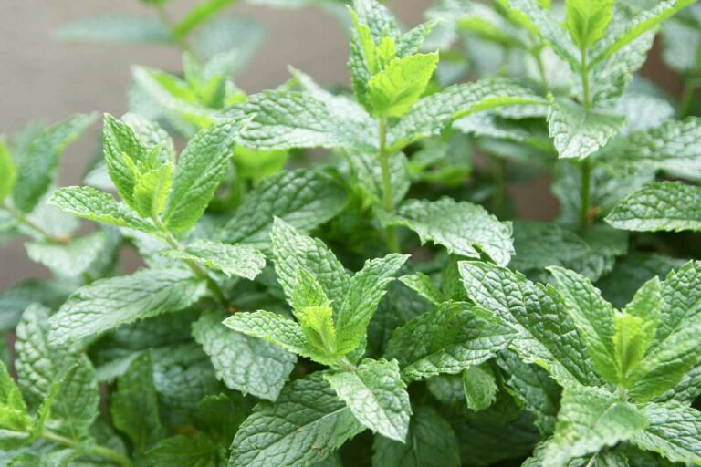 How to Grow and Use Epazote Herb | Gardener's Path