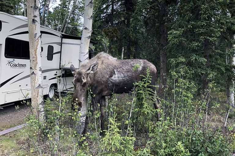 How to Keep Moose Out of Your Garden | Gardener’s Path