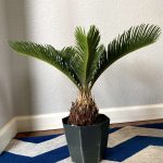 How to Deal with Common Sago Palm Pests & Diseases