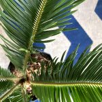 How to Deal with Common Sago Palm Pests & Diseases
