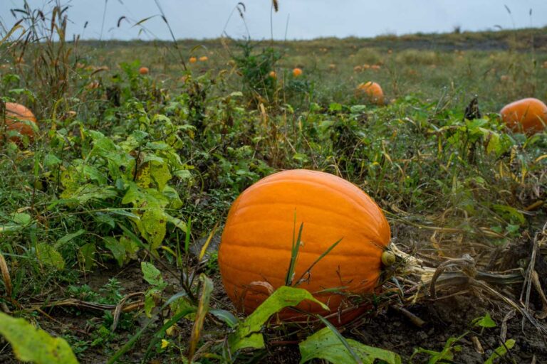 5 Reasons Why Your Pumpkin Isn’t Producing Fruit