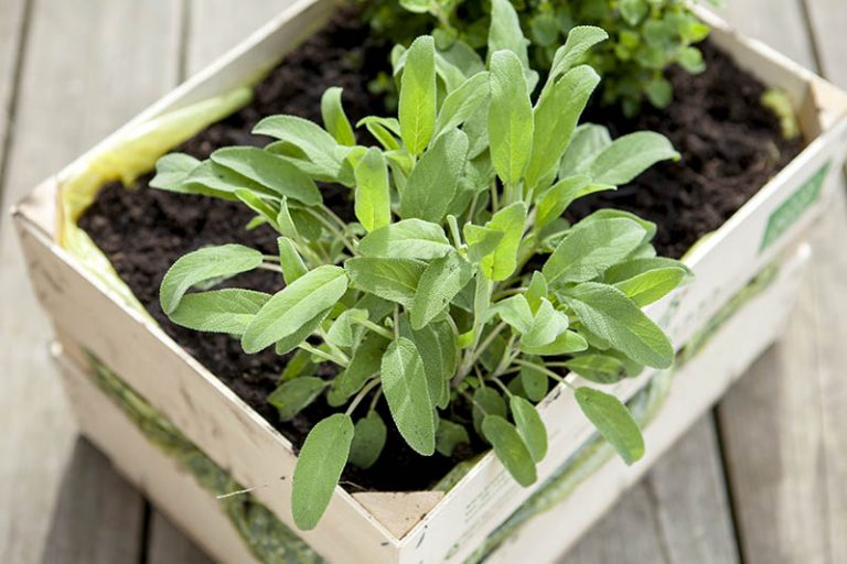 How to Plant and Grow Common Sage (Salvia officinalis)