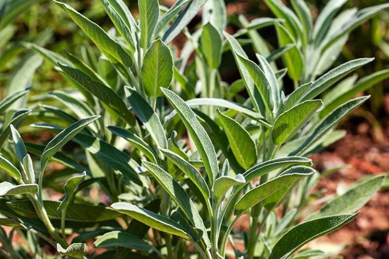How to Plant and Grow Common Sage (Salvia officinalis)