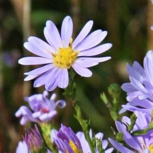 11 of the Best Perennial Asters for Late Summer Color | Gardener’s Path