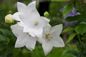 How to Grow and Care for Balloon Flowers | Gardener’s Path