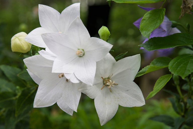 How to Grow and Care for Balloon Flowers | Gardener’s Path