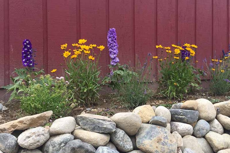 How to Grow and Care for Dreamy Delphinium Flowers