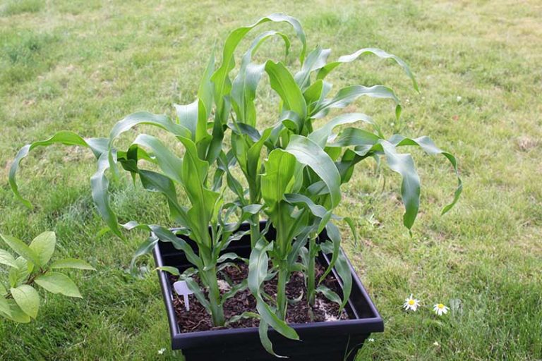 How to Plant and Grow Sweet Corn at Home | Gardener’s Path