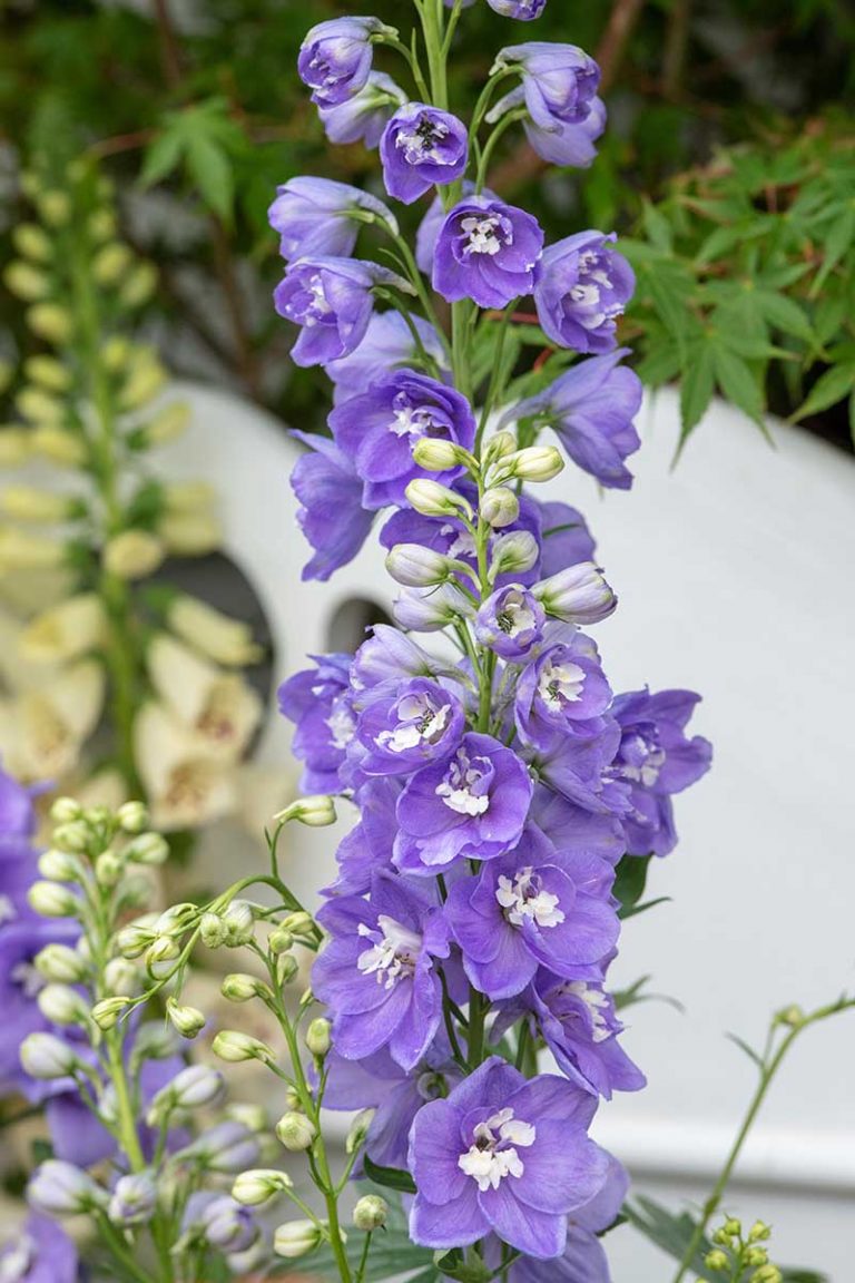 19 of the Best Delphinium Cultivars for Your Flower Beds