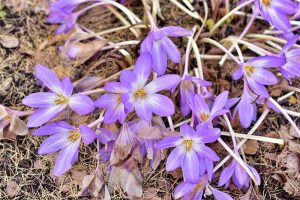 How to Grow and Care for Autumn Crocus (Colchicum)