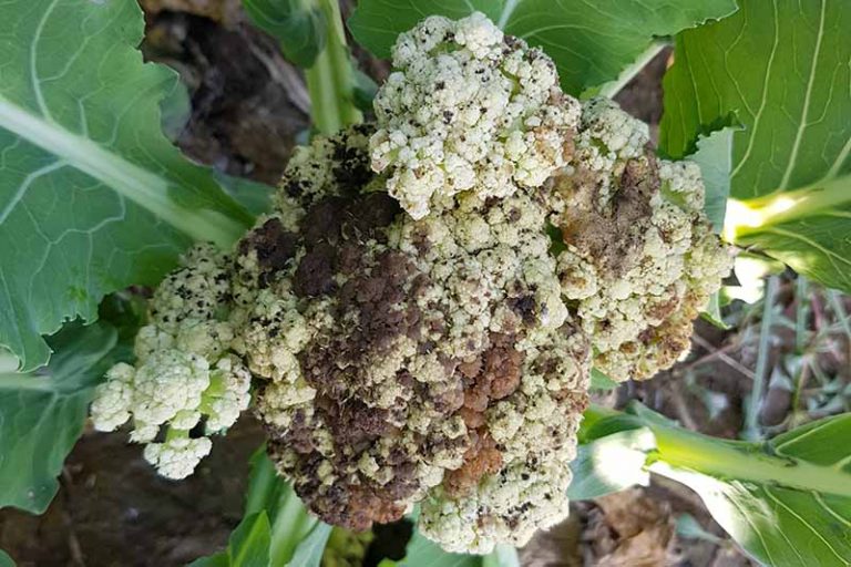 How to Identify and Treat Common Cauliflower Diseases | Gardener’s Path