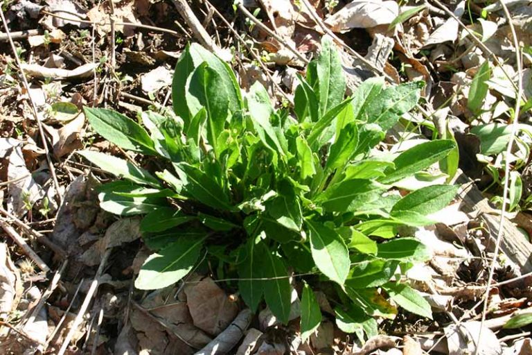 How to Grow Dame’s Rocket in Your Garden | Gardener’s Path
