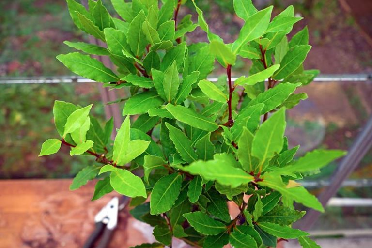 How to Transplant a Bay Laurel Tree | Gardener’s Path
