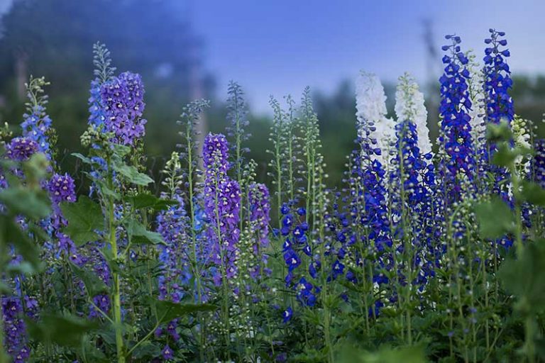 19 of the Best Delphinium Cultivars for Your Flower Beds