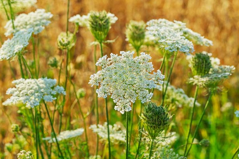 Health Benefits of Caraway Seeds | Gardener’s Path