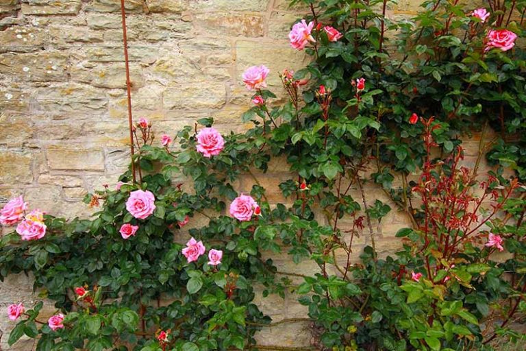 How to Grow and Care for Roses | Gardener’s Path