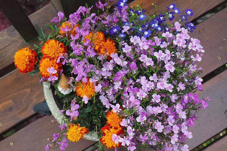 How to Plant and Grow Garden Lobelia | Gardener's Path