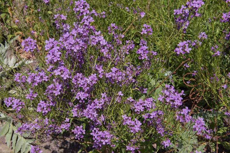 How to Grow Dame’s Rocket in Your Garden | Gardener’s Path