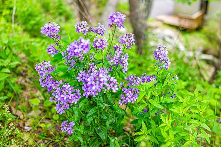 How to Grow Dame’s Rocket in Your Garden | Gardener’s Path