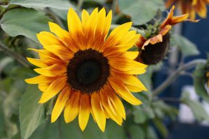 9 of the Best Pollenless Sunflowers | Gardener’s Path