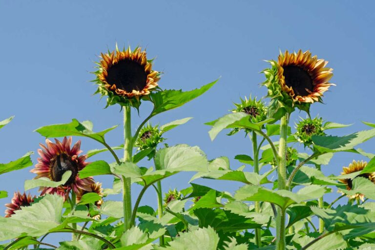 9 of the Best Pollenless Sunflowers | Gardener’s Path