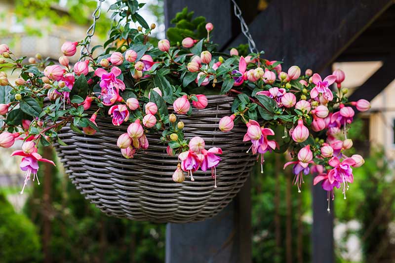 How To Grow And Care For Fuchsia Flowers Gardener s Path How To Grow And Care For Fuchsia Flowers Gardener s Path
