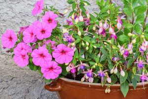 How to Grow and Care for Fuchsia Flowers | Gardener’s Path