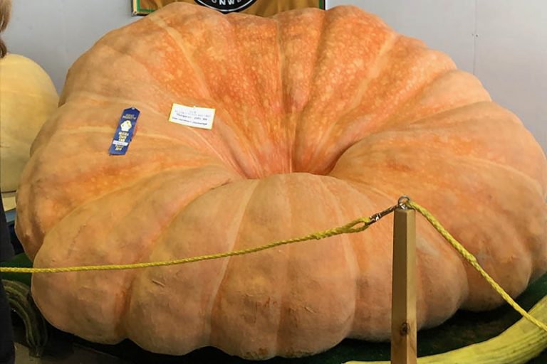 How to Plant and Grow Giant Pumpkins | Gardener’s Path