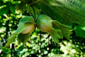 How to Harvest Hazelnuts | Gardener’s Path
