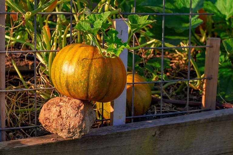How to Grow Pumpkins Vertically on a Trellis | Gardener’s Path