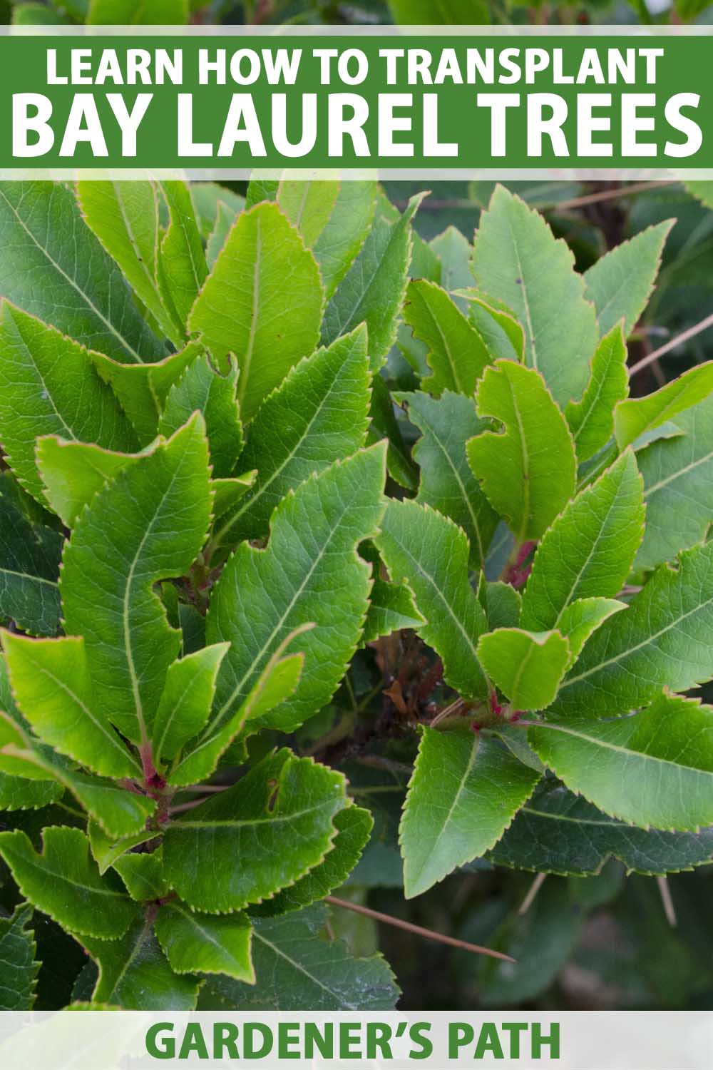 Learn How to Transplant a Bay Laurel Tree | Gardener’s Path