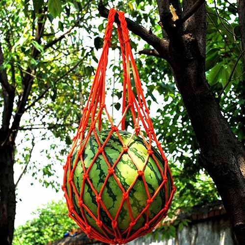 How to Grow Pumpkins Vertically on a Trellis | Gardener’s Path