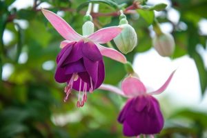 How to Grow and Care for Fuchsia Flowers | Gardener’s Path
