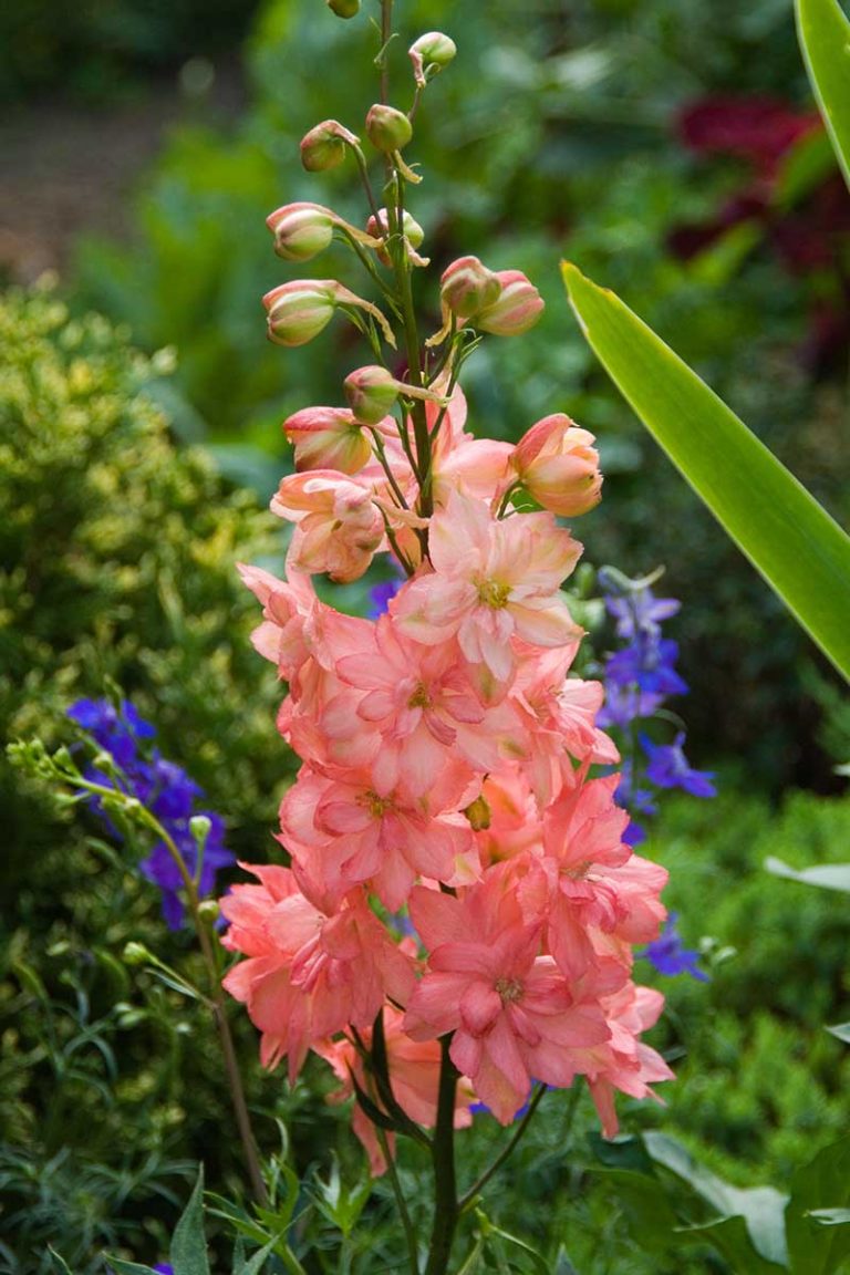 19 of the Best Delphinium Cultivars for Your Flower Beds