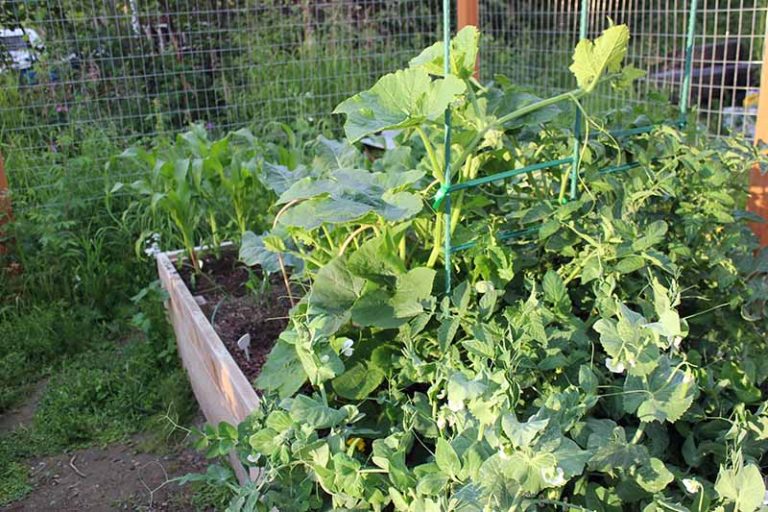 How to Grow Pumpkins Vertically on a Trellis | Gardener’s Path