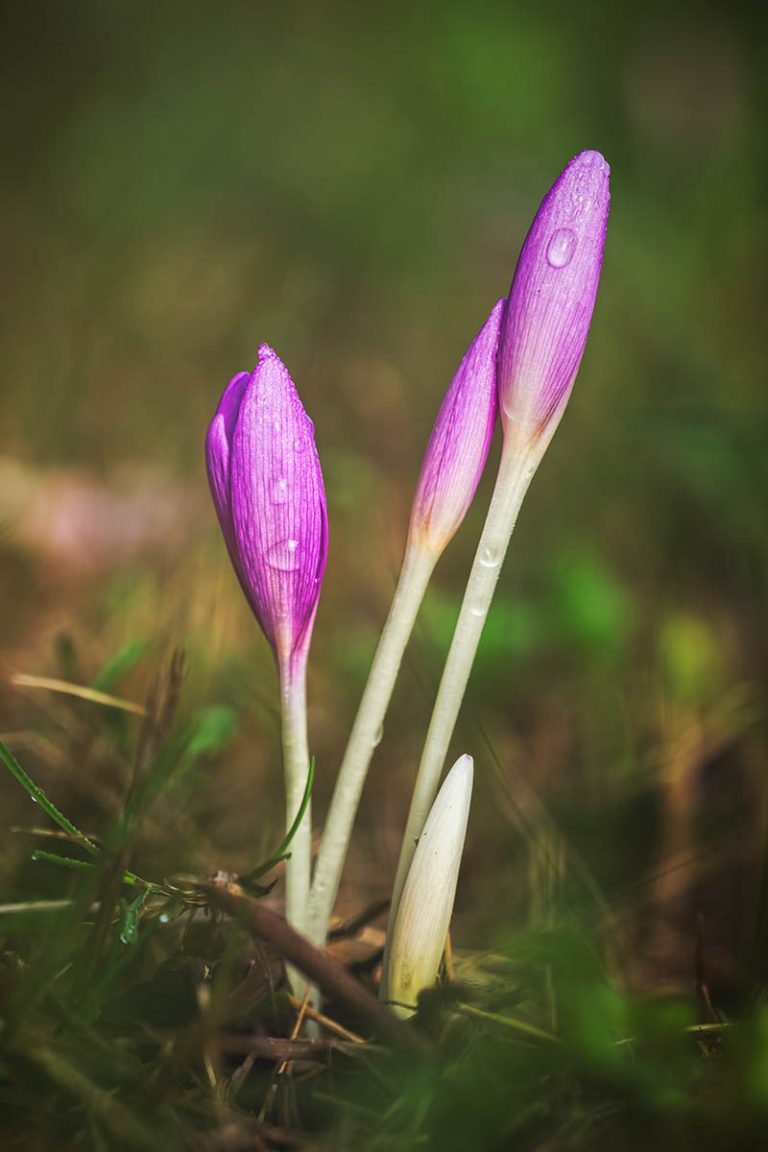 How to Grow and Care for Autumn Crocus (Colchicum)