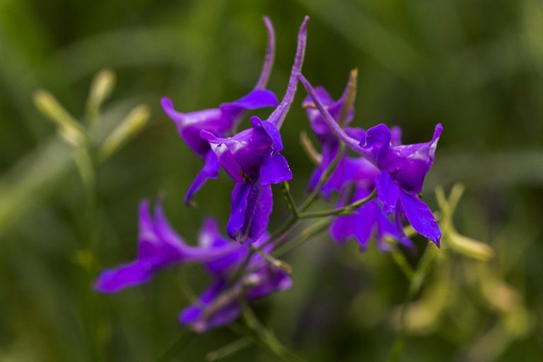 How to Grow and Care for Lovely Larkspur Flowers