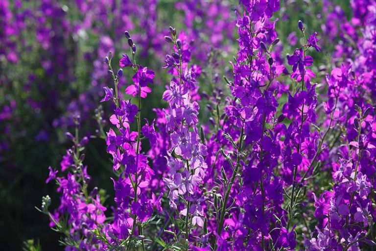 How to Grow and Care for Lovely Larkspur Flowers