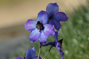 How to Grow and Care for Lovely Larkspur Flowers