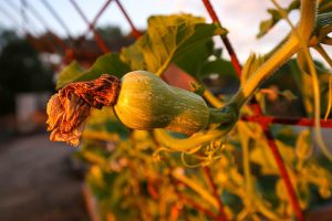 How to Grow Pumpkins Vertically on a Trellis | Gardener’s Path